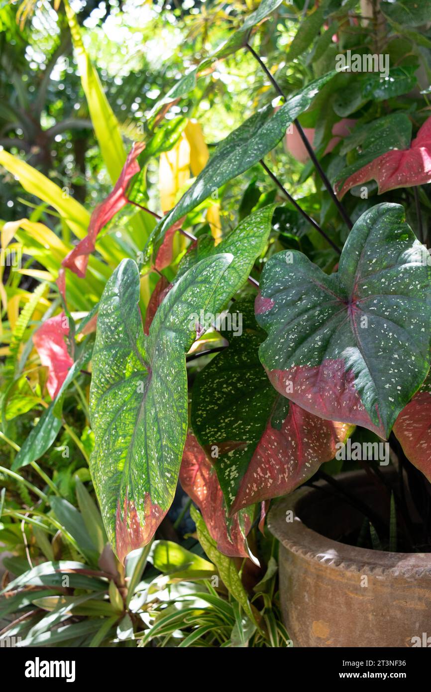 Healthy Pink and Green Caladium Plants in the Garden Stock Photo - Alamy