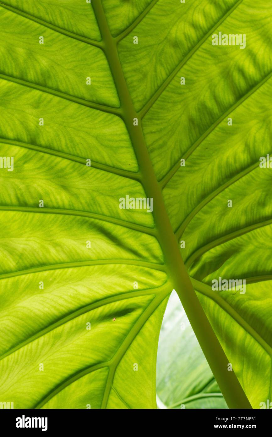 Texture of Elephant's Ear Plant Green Leaf Stock Photo - Alamy