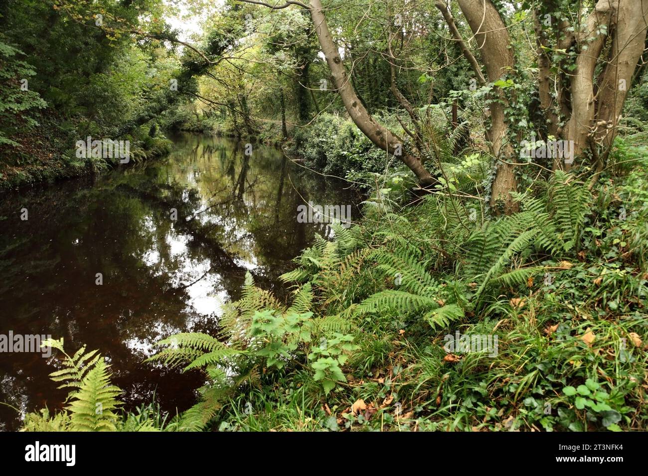 The River Neb near Glenfaba, Peel, Isle of Man, habitat for numerous ...