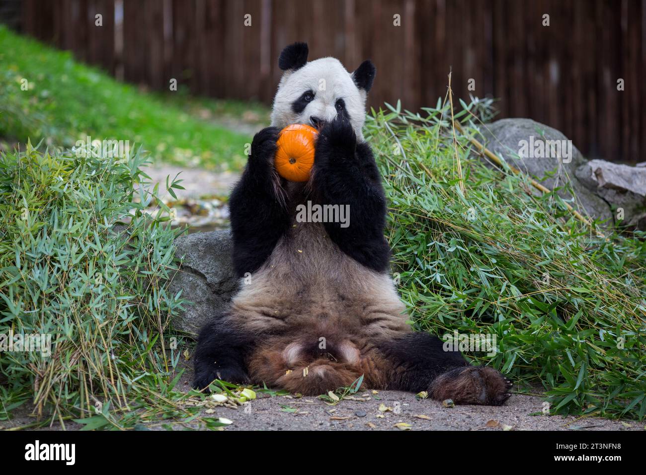 Madrid, Madrid, Spain. 26th Oct, 2023. BING XING the panda bear eats a ...