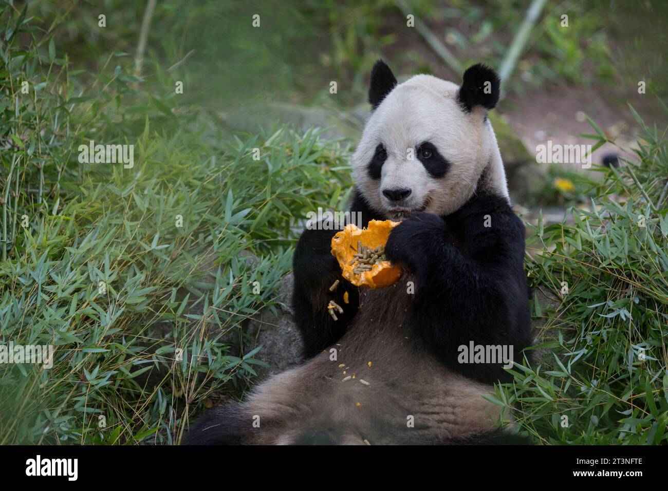 Madrid, Madrid, Spain. 26th Oct, 2023. BING XING the panda bear eats a ...