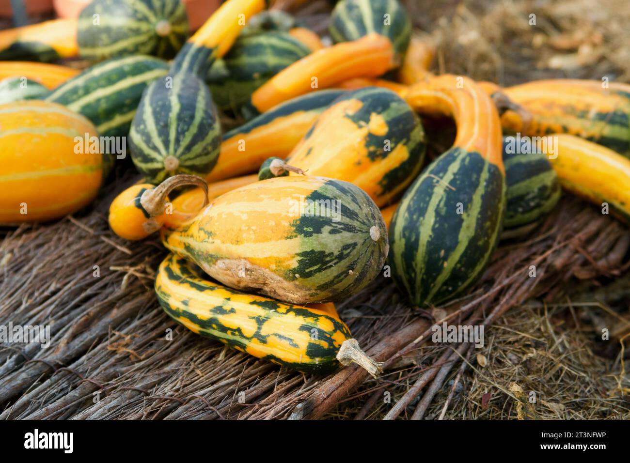 Harvest of decorative striped green and yellow ornamental gourds which ...