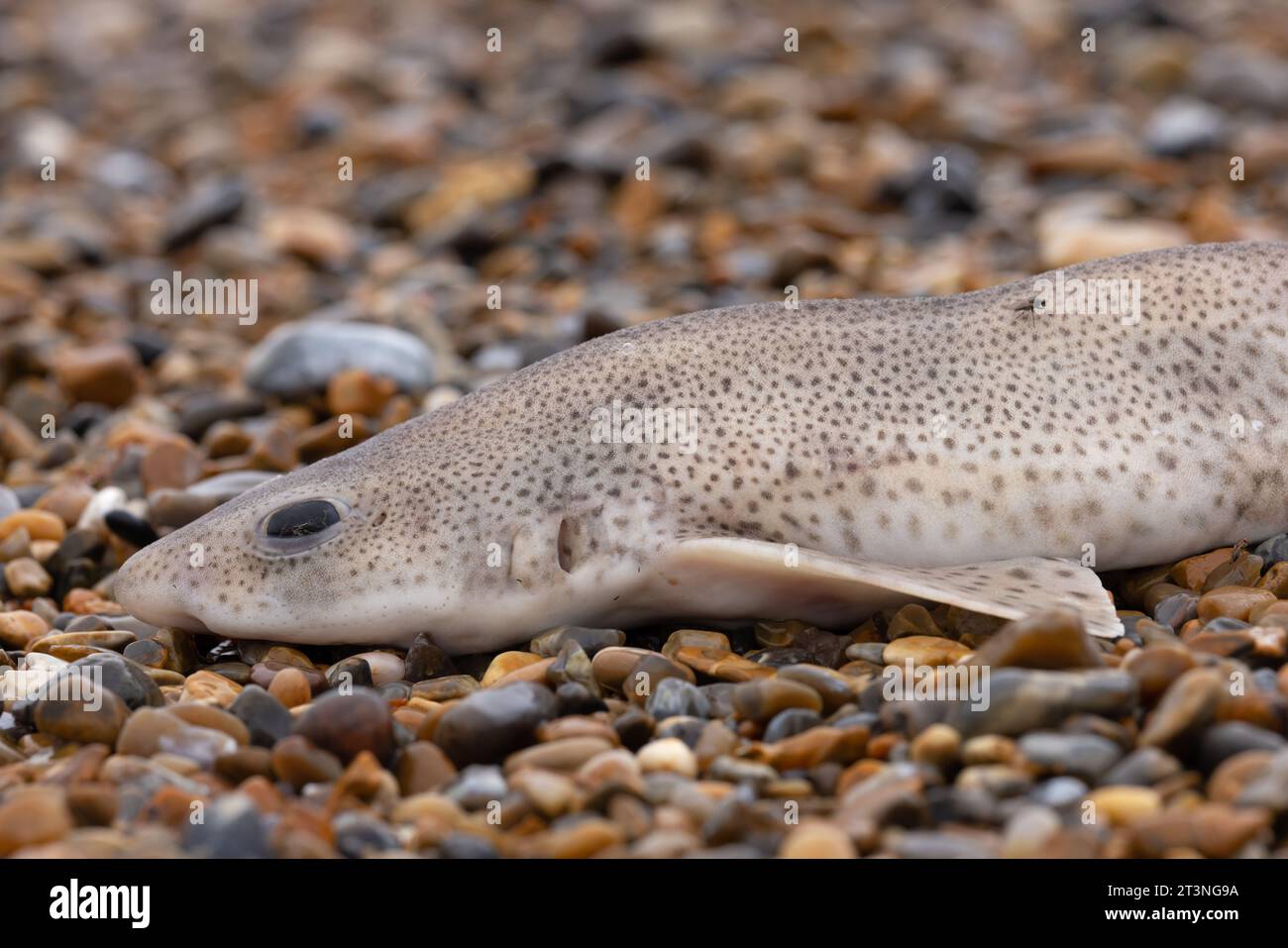 Lesser Spotted Dogfish (Scyliorhinus canicula) dead on beach Norfolk ...