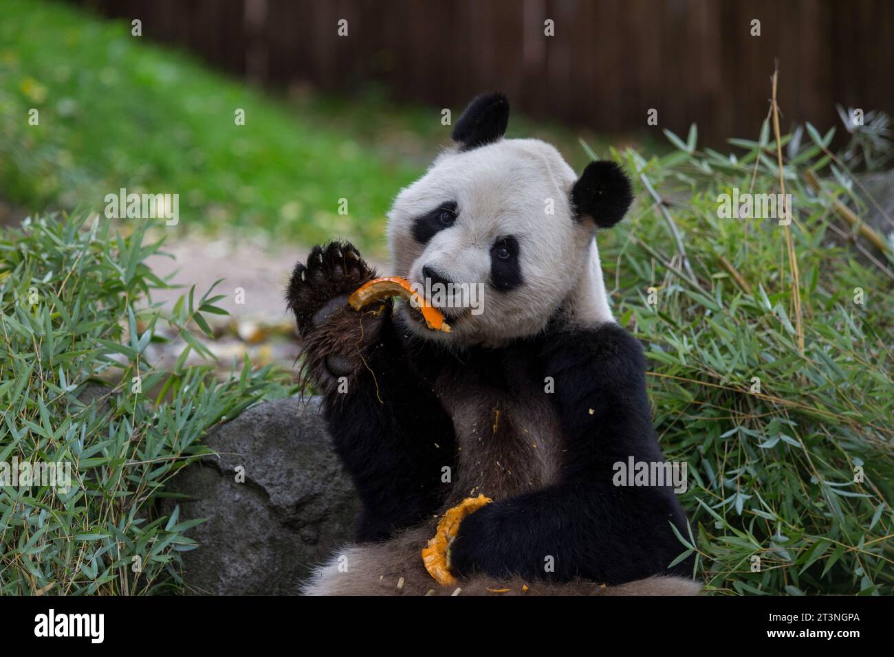 Madrid, Madrid, Spain. 26th Oct, 2023. BING XING the panda bear eats a ...