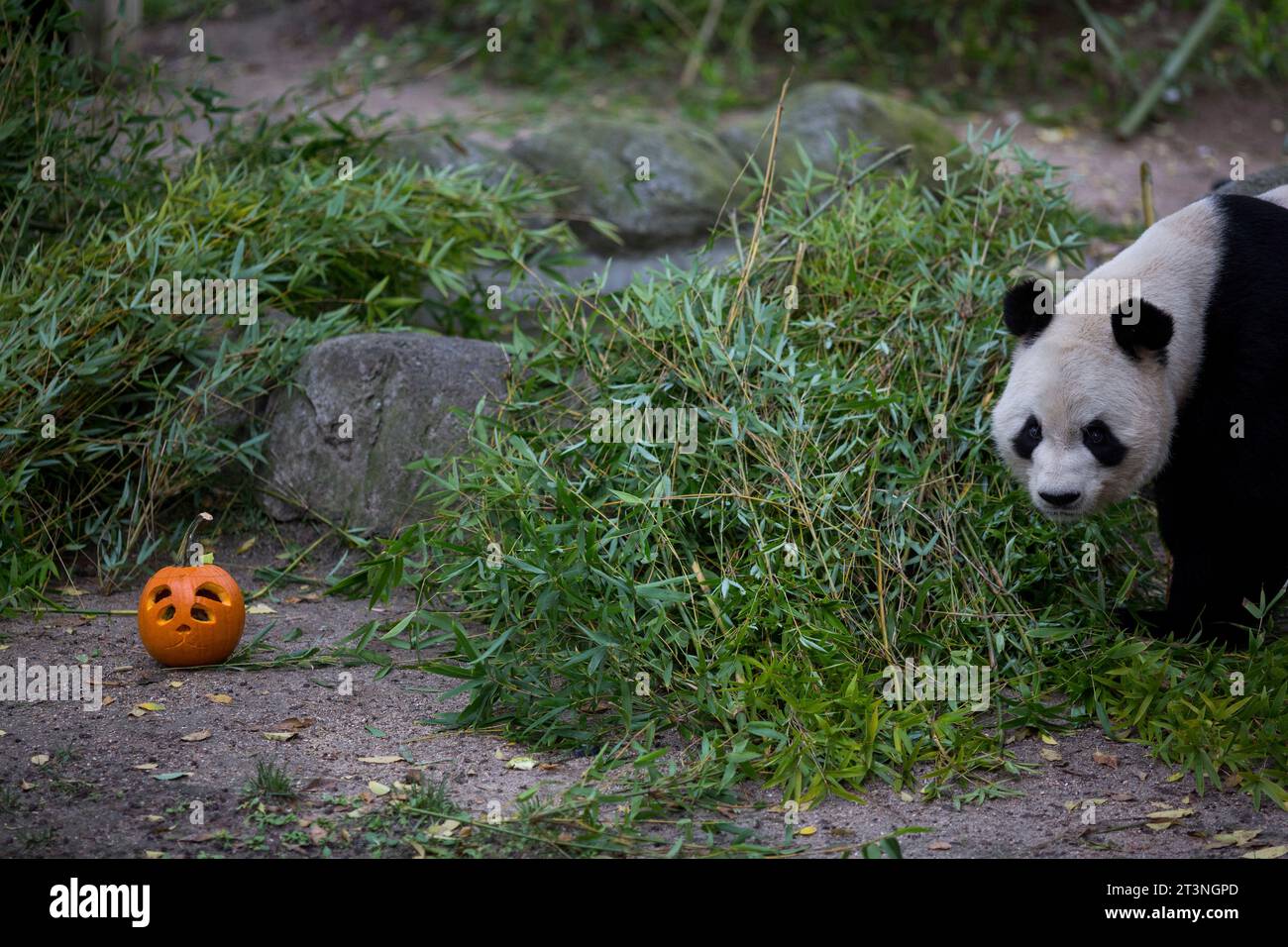 Madrid, Madrid, Spain. 26th Oct, 2023. BING XING the panda bear eats a ...