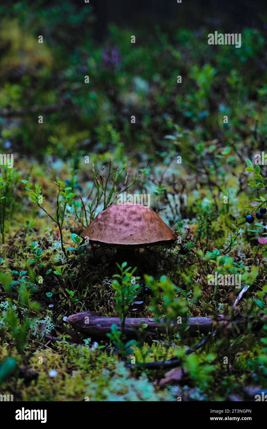 Boletus edulis grows in the woods among the moss, reindeer lichen and ...