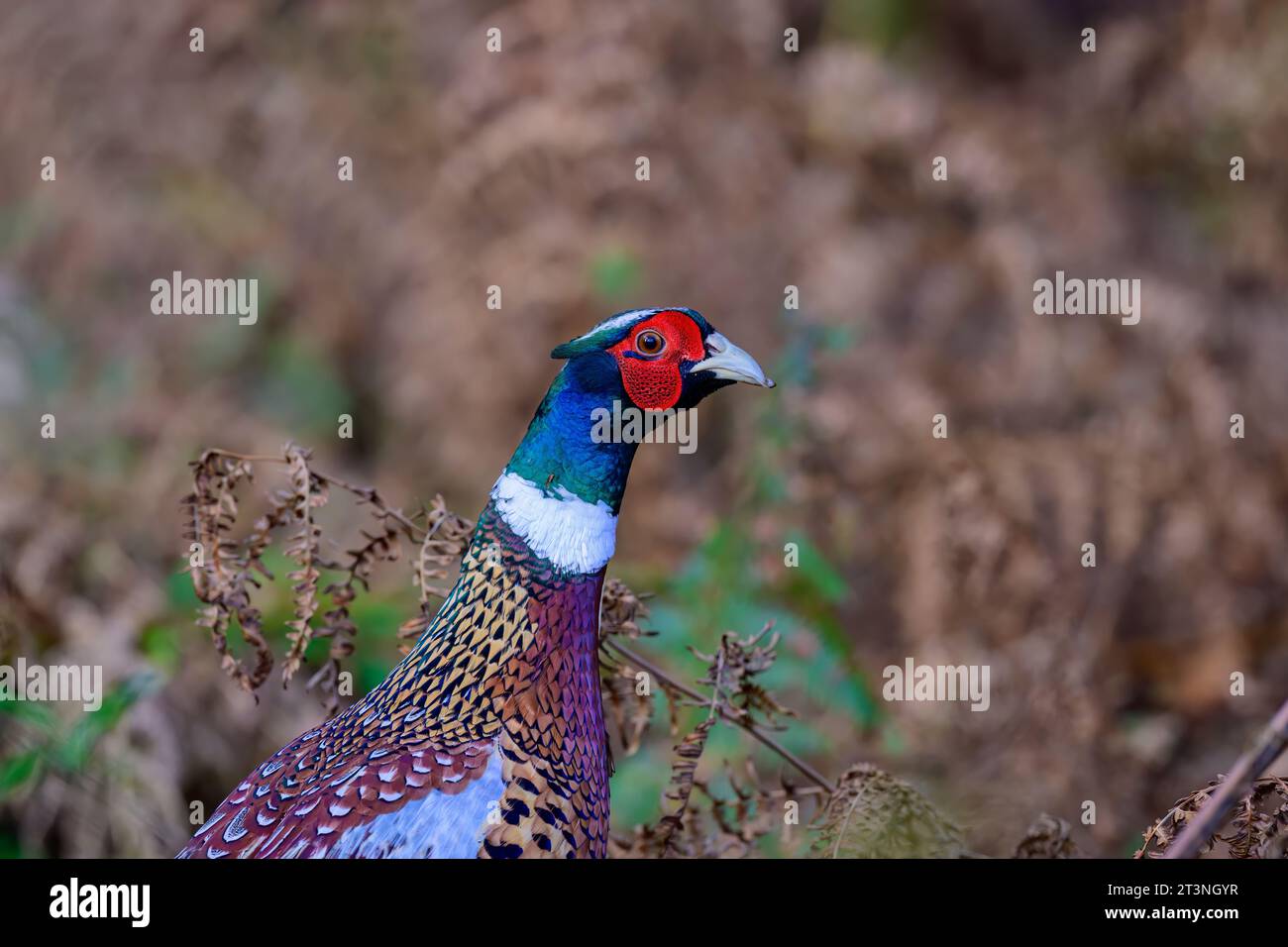 Male Pheasant, Phasianus colchicus, in a woodland setting Stock Photo ...