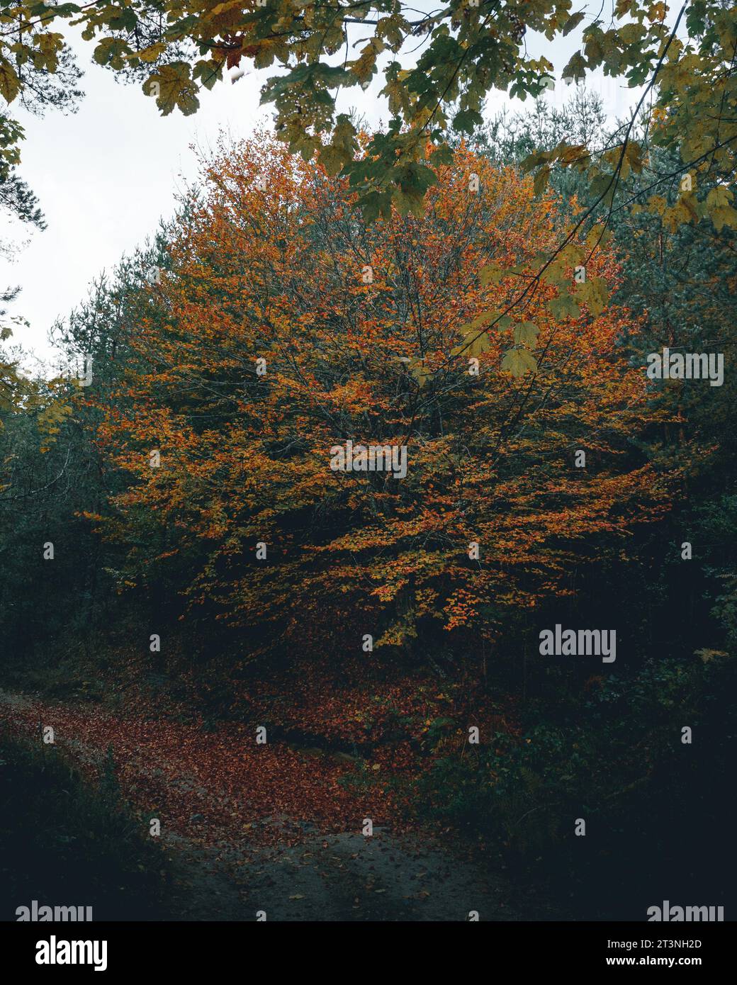 Beautiful orange tree in a contrast to a pine forest Stock Photo - Alamy