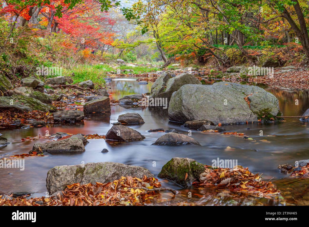 Autumn foliage in korea hi-res stock photography and images - Alamy
