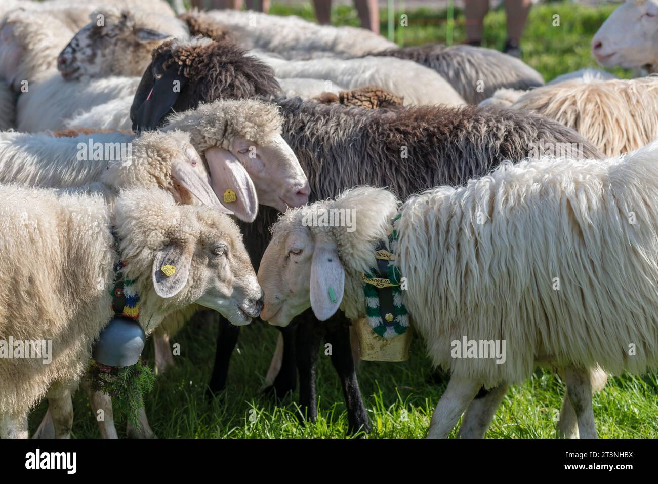 Cattle homeconig hi-res stock photography and images - Alamy