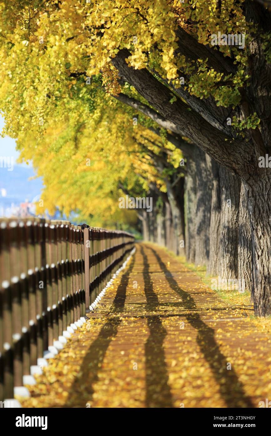 Autumn scenery of ginkgo trees Stock Photo - Alamy