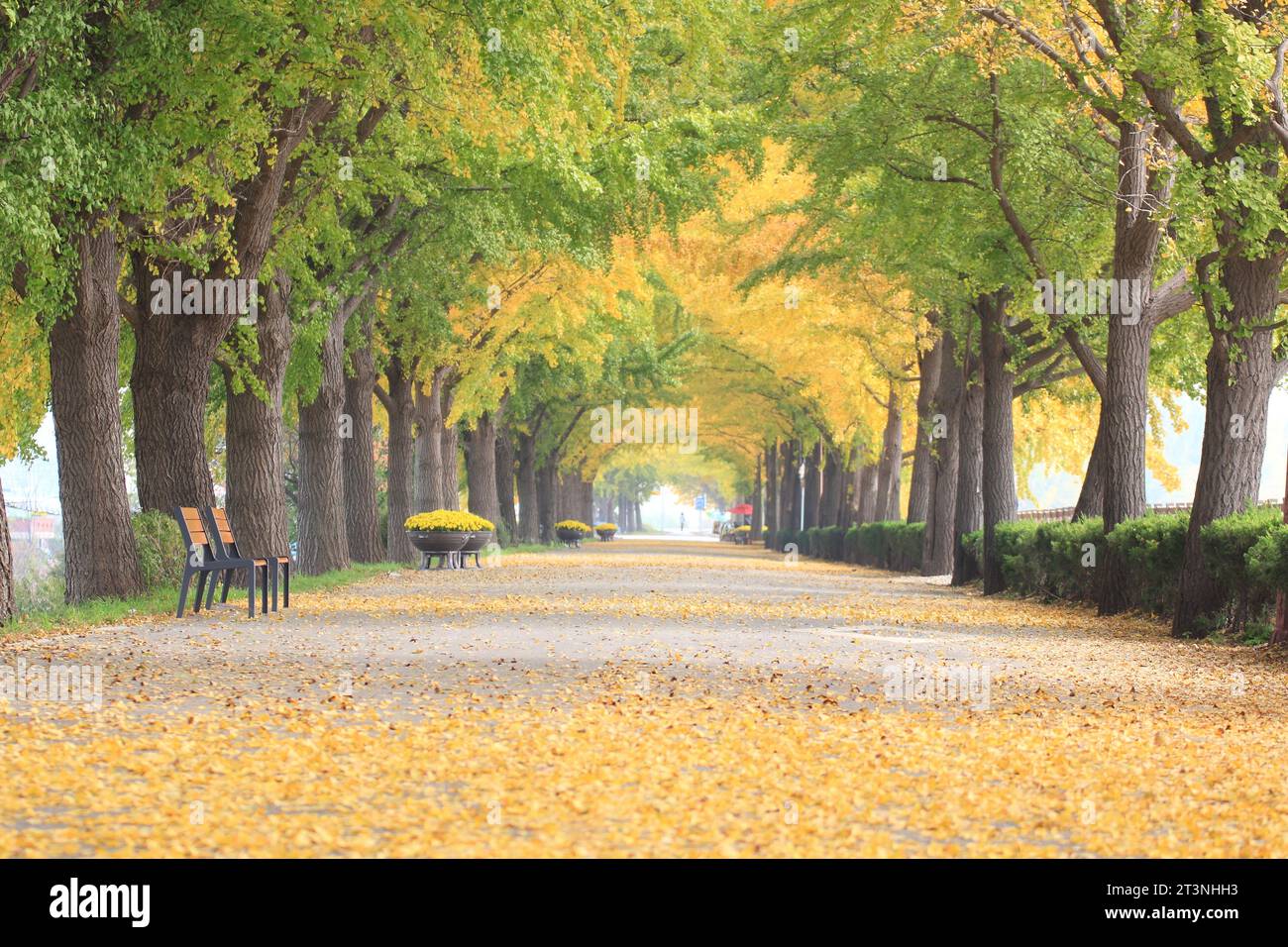 Autumn scenery of ginkgo trees Stock Photo - Alamy