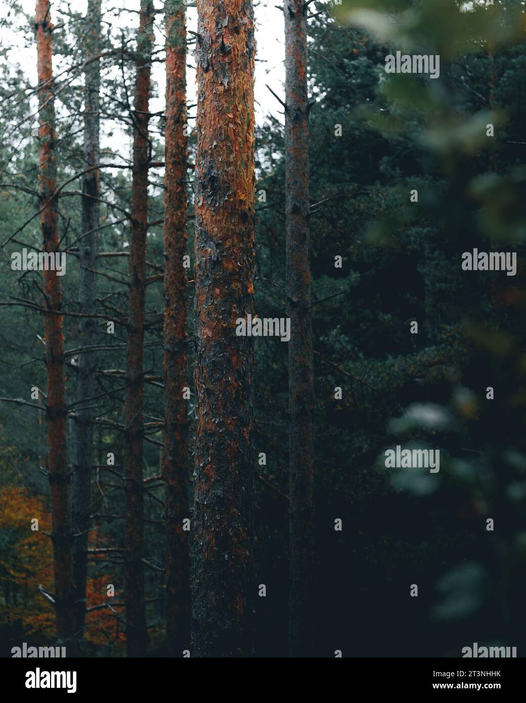 Dominant in the landscape hi-res stock photography and images - Alamy