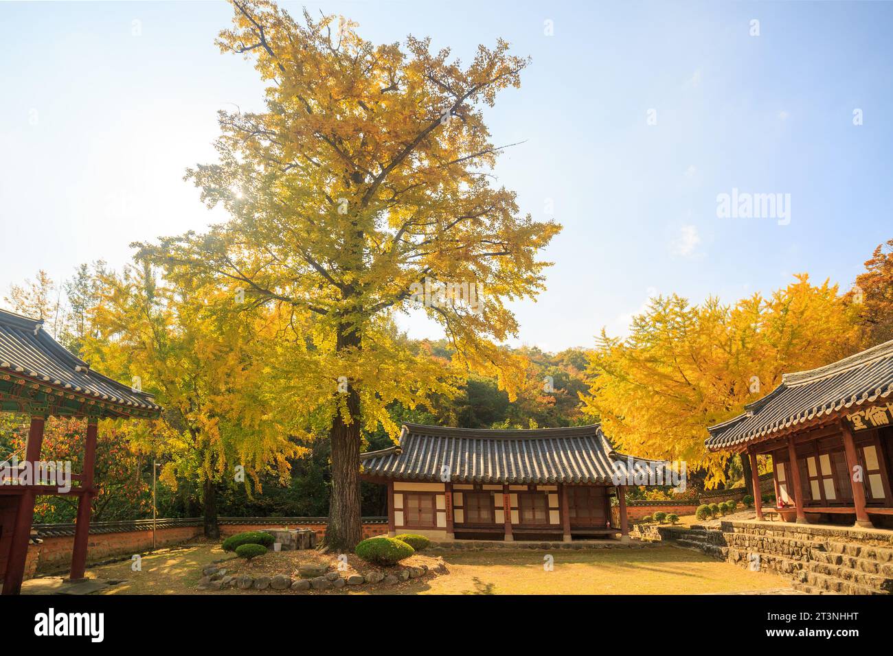 Ginkgo Tree in Korean Traditional House Stock Photo - Alamy