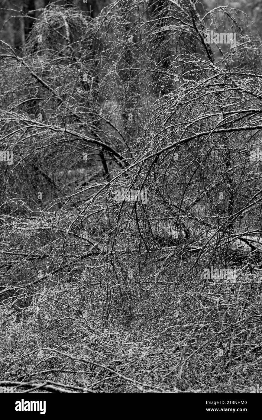 Snowy trees on field Black and White Stock Photos & Images - Alamy