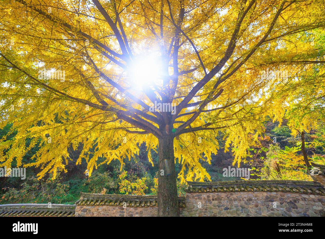 Korean ginkgo hi-res stock photography and images - Alamy