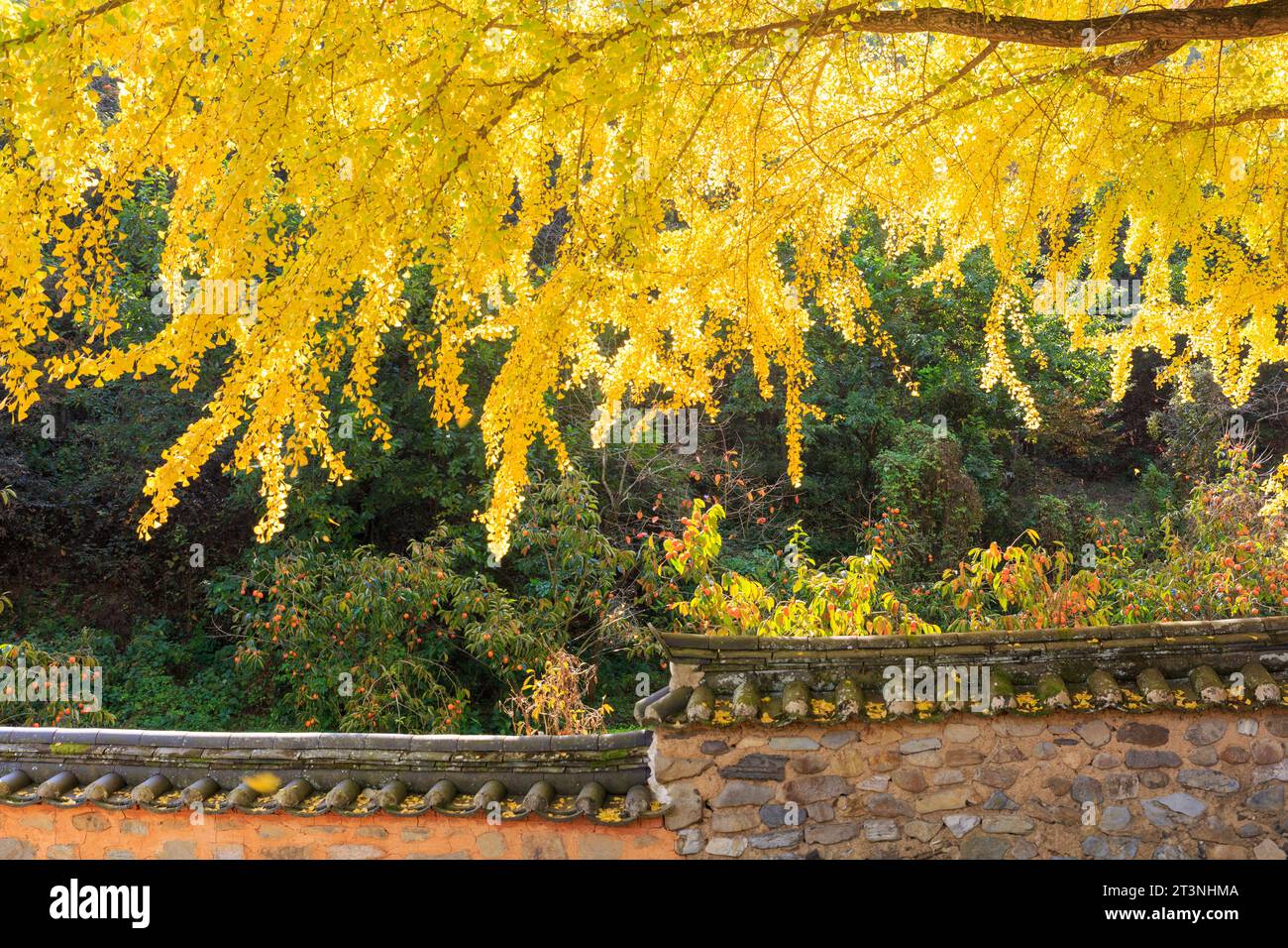 Ginkgo Tree in Korean Traditional House Stock Photo - Alamy