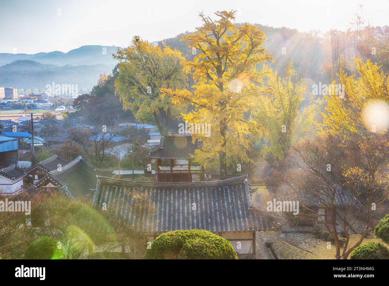 Ginkgo Tree in Korean Traditional House Stock Photo - Alamy