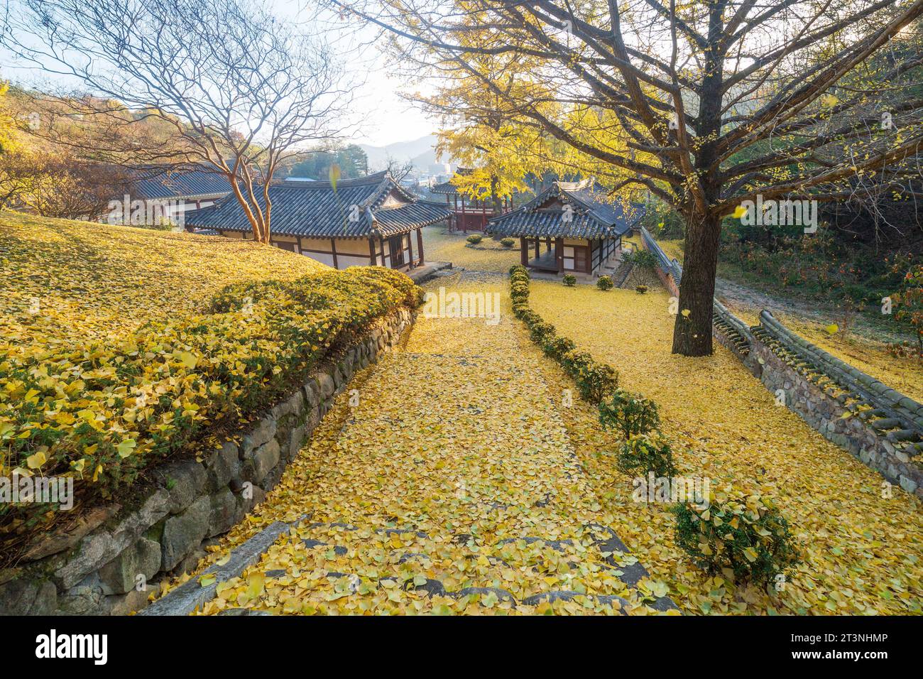 Ginkgo Tree in Korean Traditional House Stock Photo - Alamy