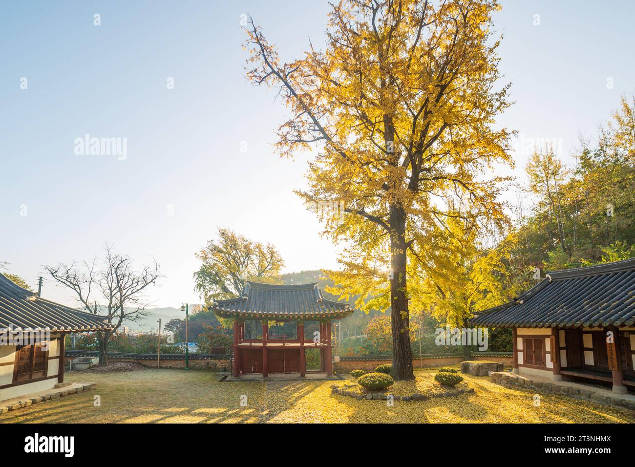 Ginkgo Tree in Korean Traditional House Stock Photo - Alamy
