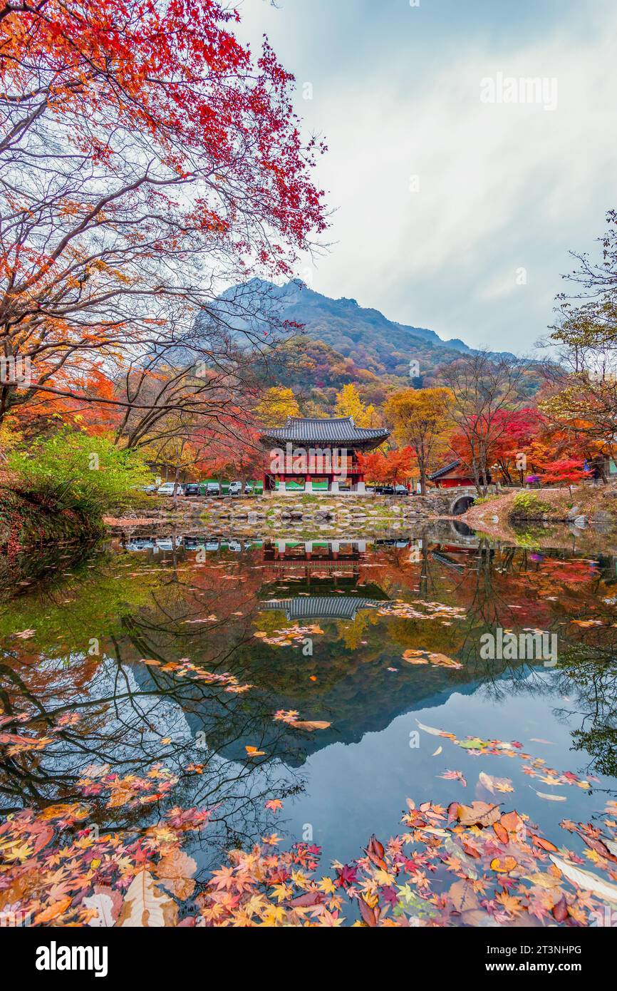 Maple forest valley hi-res stock photography and images - Alamy