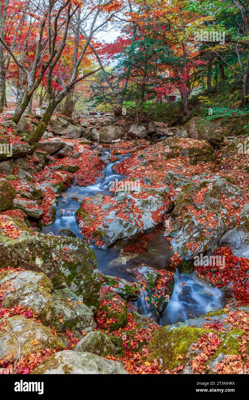 Green maple leaves in mountain hi-res stock photography and images - Alamy