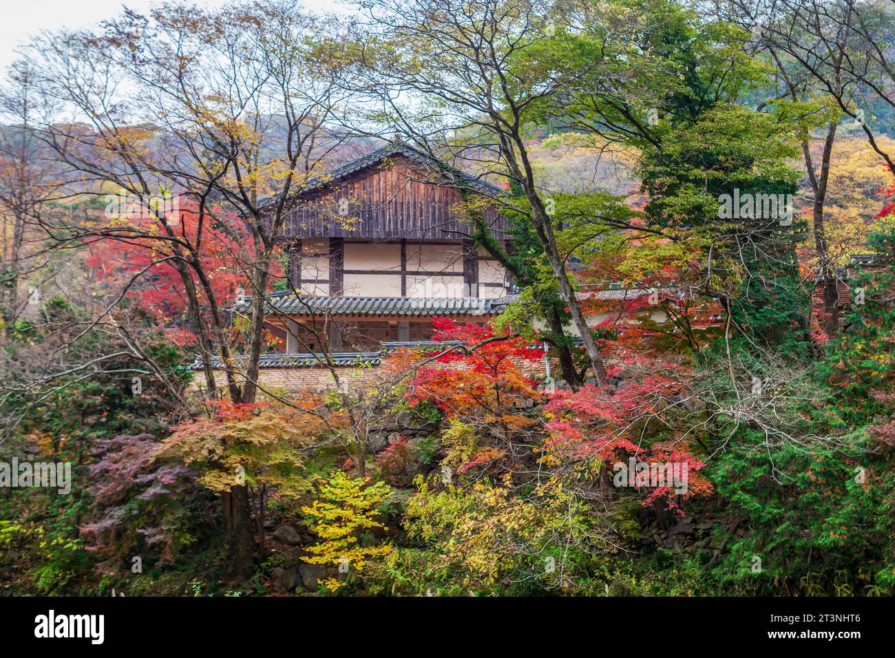 Maple forest valley hi-res stock photography and images - Alamy