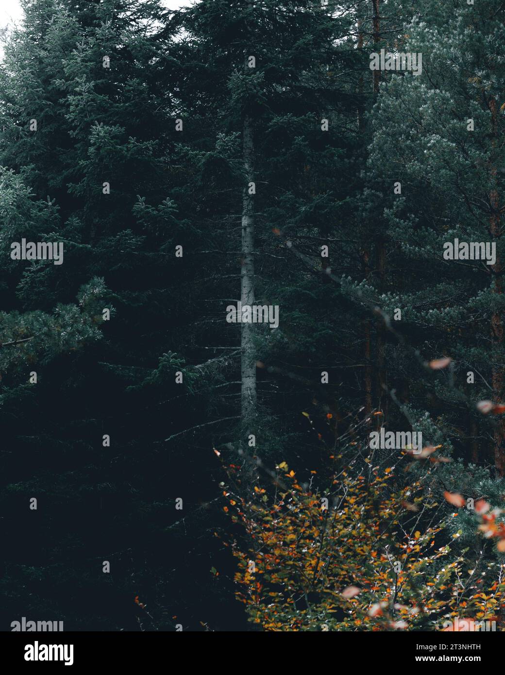 Dark and moody pine trees scenery Stock Photo - Alamy