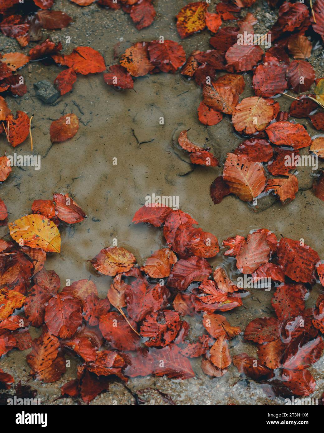 Fall down in mud hi-res stock photography and images - Alamy