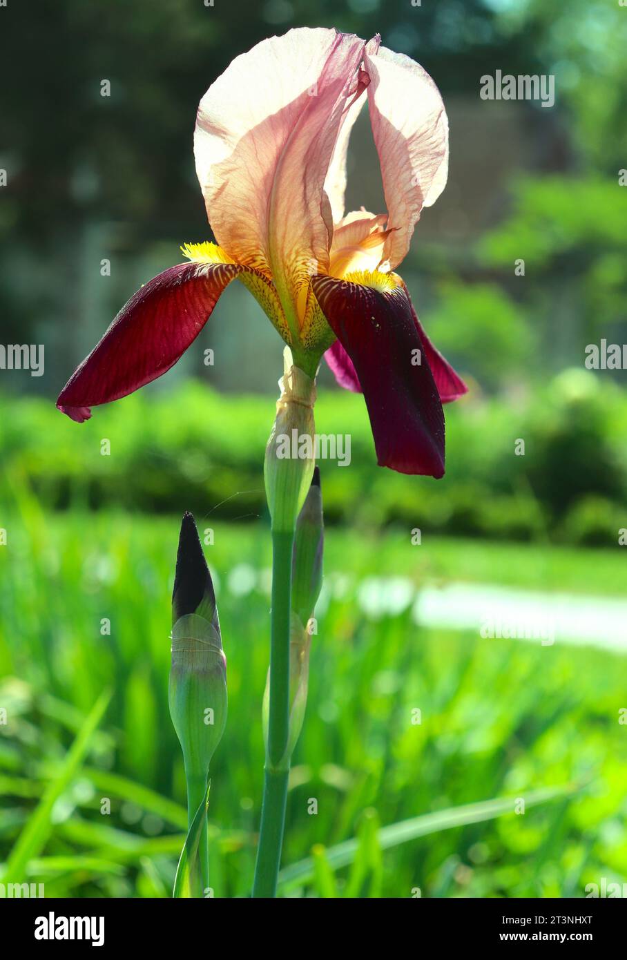 Sweet iris hi-res stock photography and images - Alamy