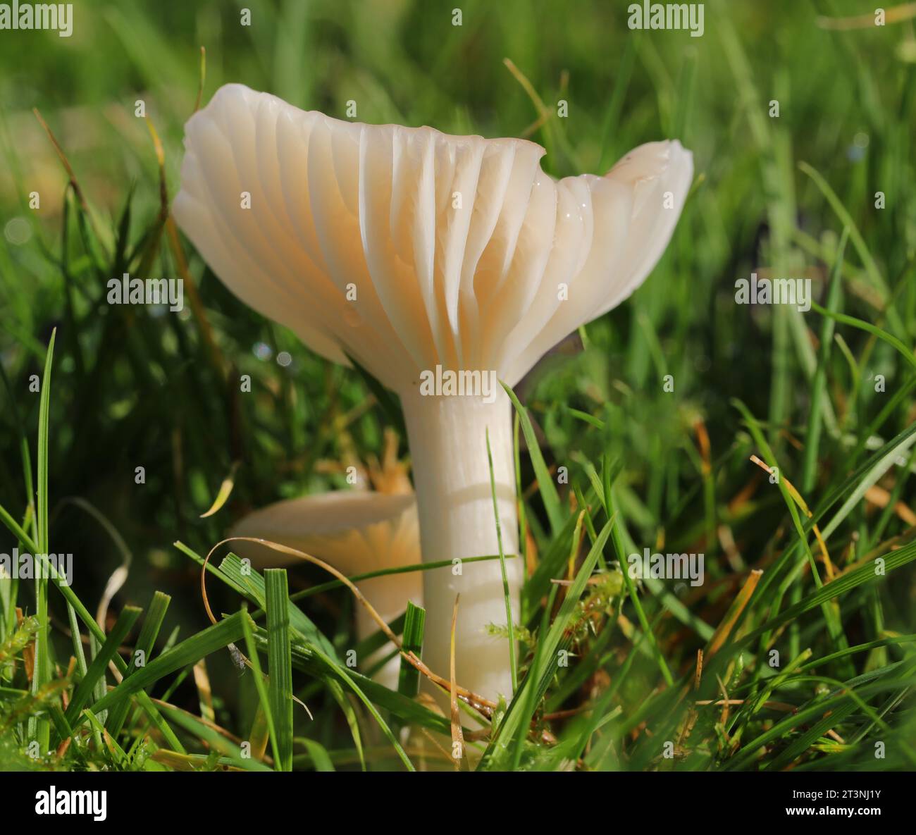 Cuphophyllus virgineus hi-res stock photography and images - Alamy