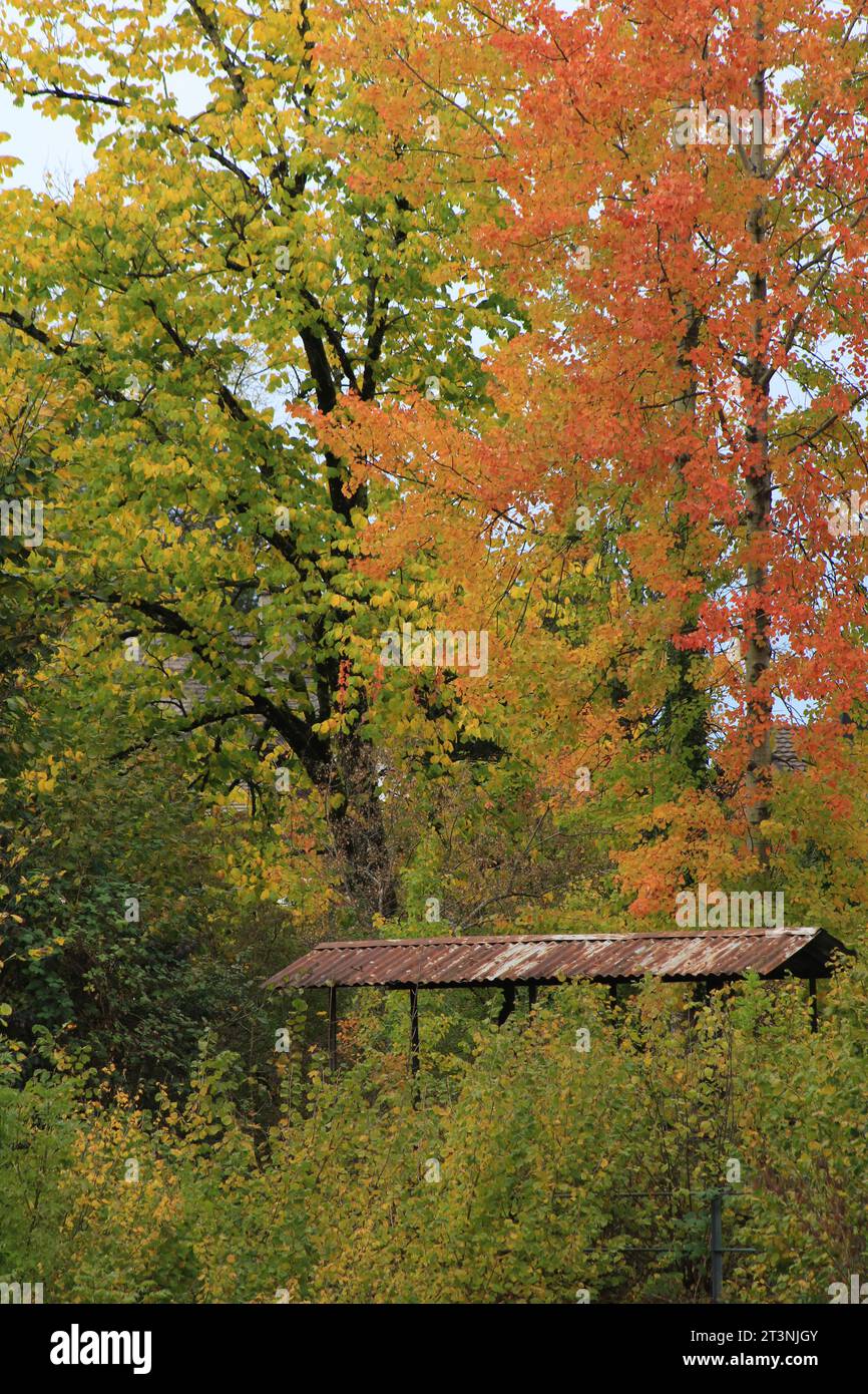 Multi colored trees in Wetzikon, Zurich Stock Photo - Alamy