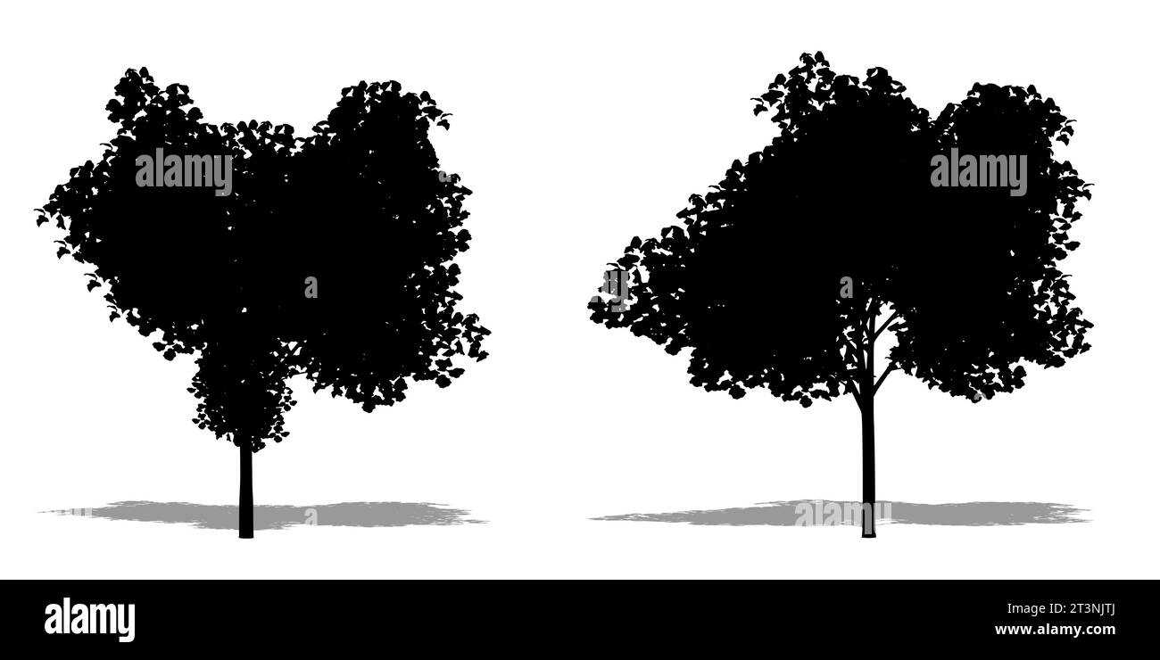 Set or collection of Cecropia trees as a black silhouette on white ...