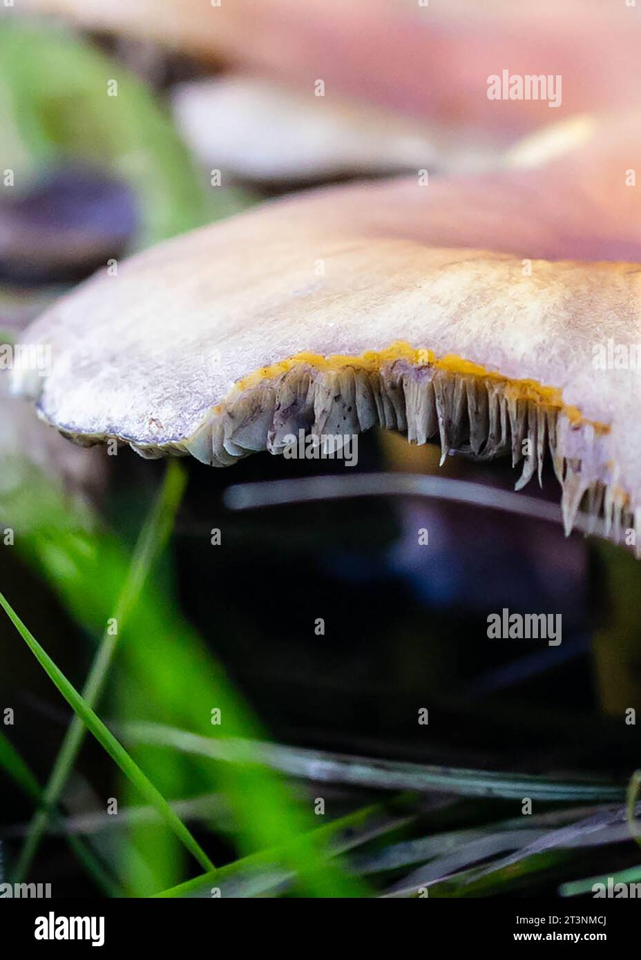 Macro mushroom detail of dissection Stock Photo - Alamy