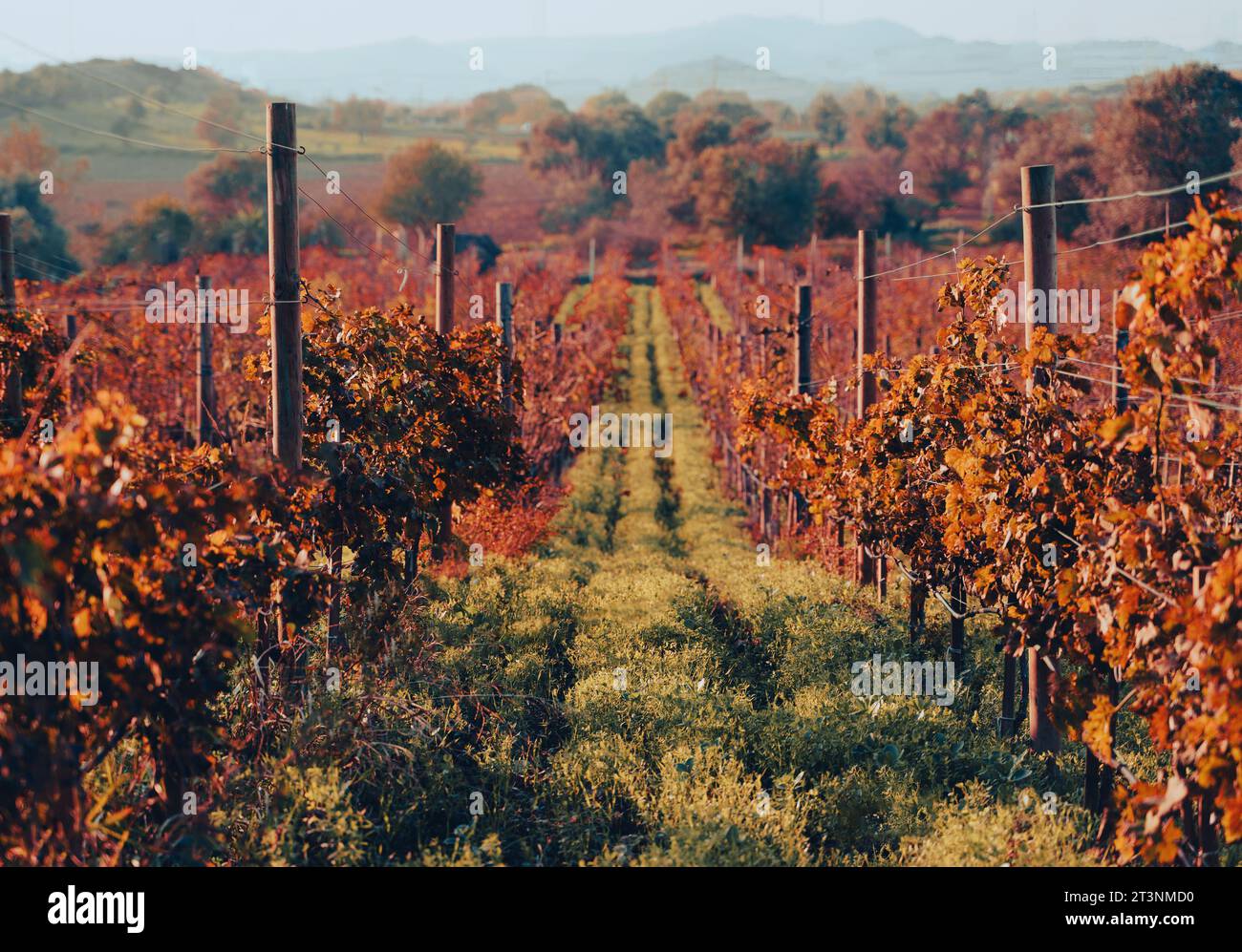 Rows of grapevines in large vineyard on mountainside in France, Italy ...
