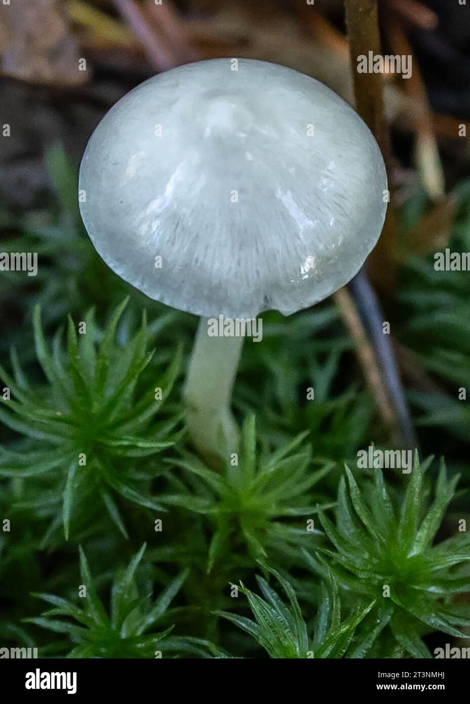 White wild mushroom in moss Stock Photo - Alamy