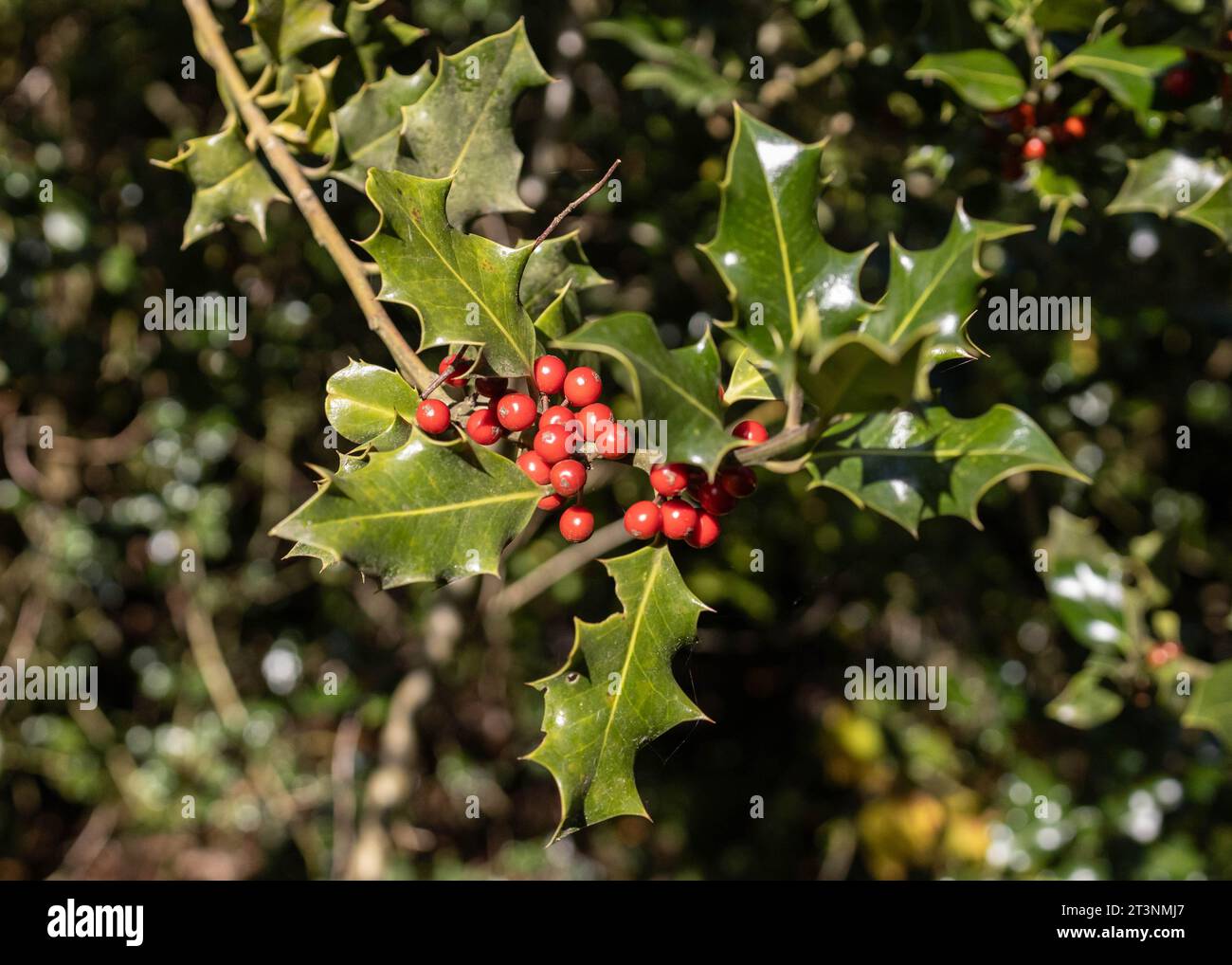 Christmas holly berries symbol hi-res stock photography and images - Alamy