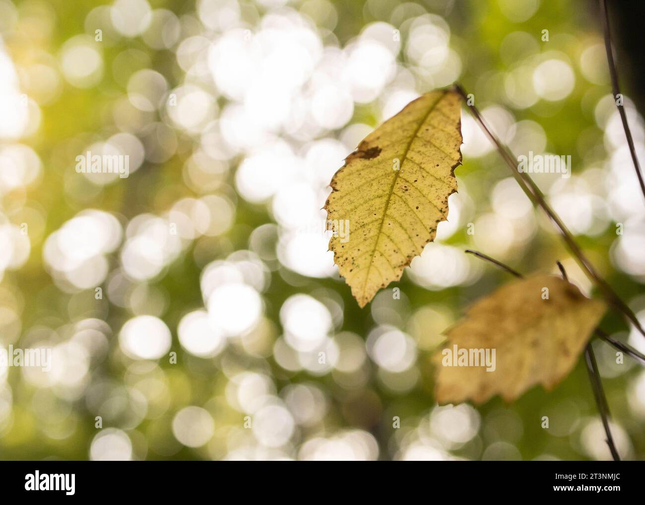 Bokeh nature background in hi-res stock photography and images - Alamy