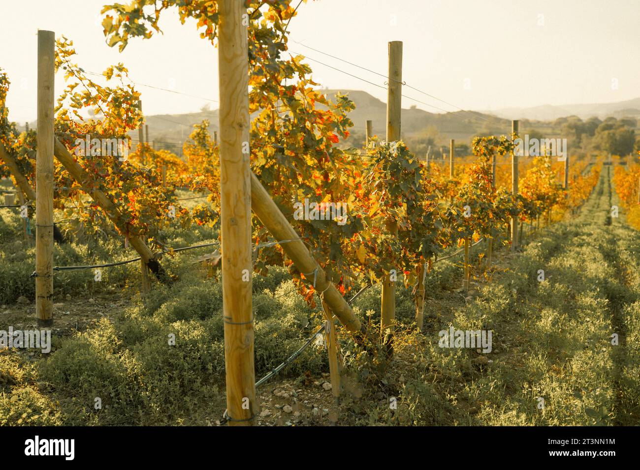 Rows of grapevines in large vineyard on mountainside in France, Italy. Red, white, rose wine ...