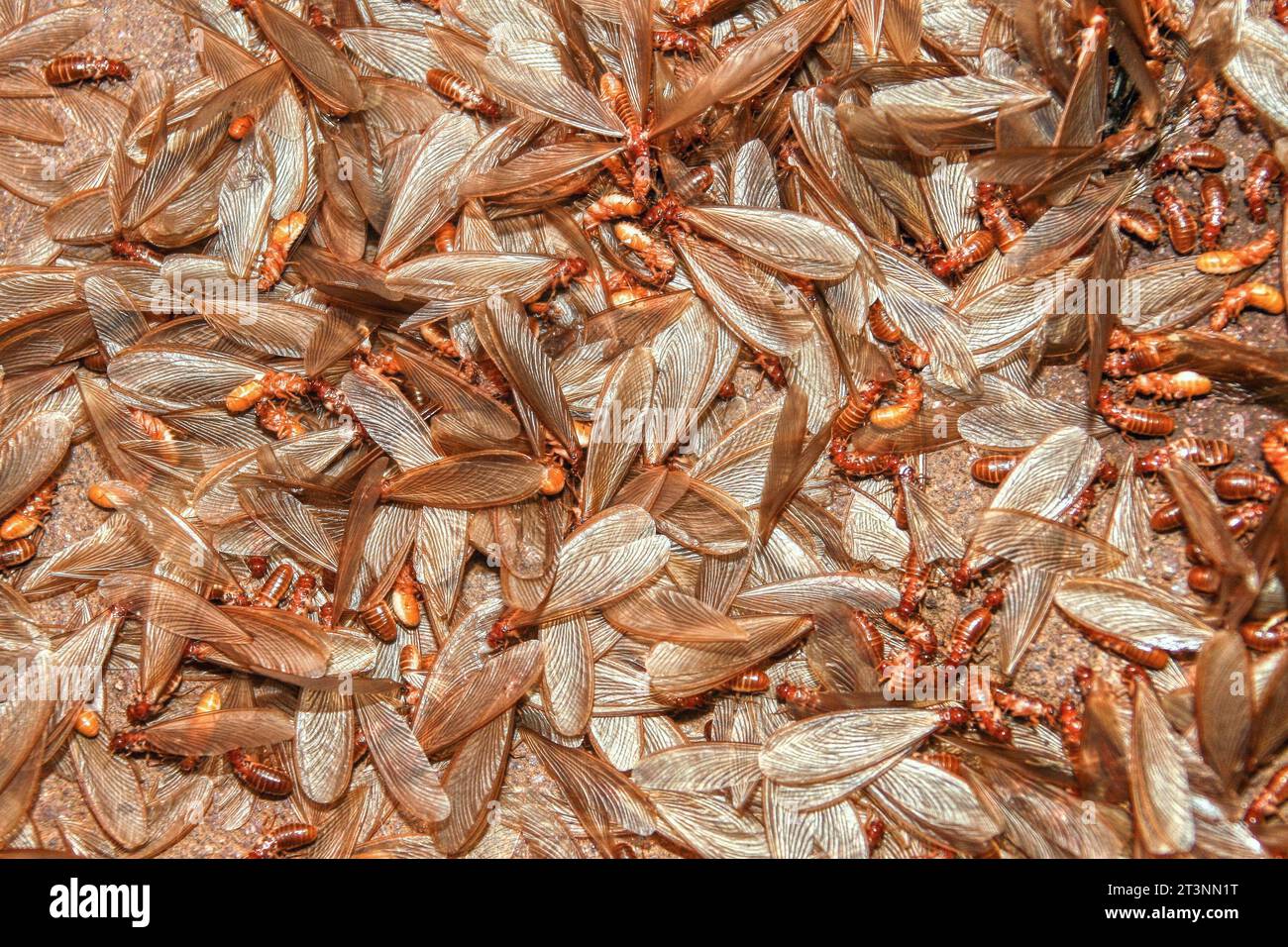 Flying ants hi-res stock photography and images - Alamy