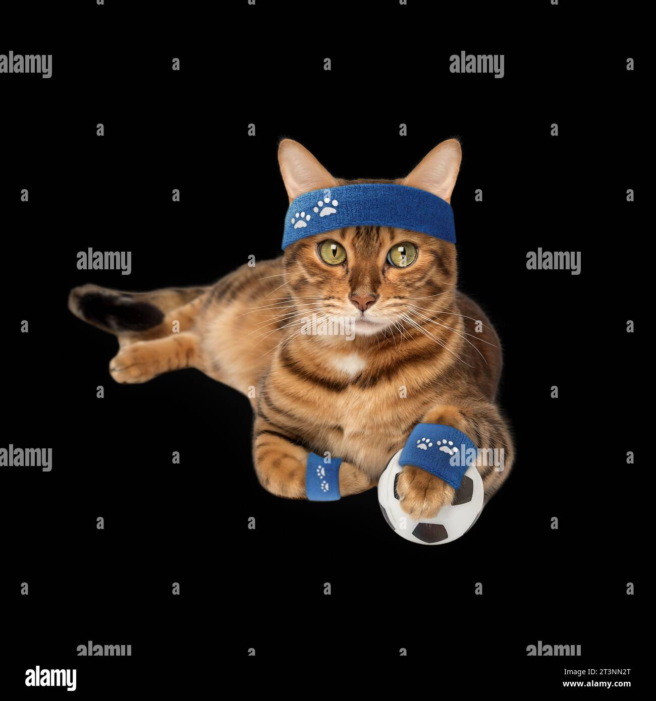 The cat is a fitness trainer, a sports cat with dumbbells and a ball on ...