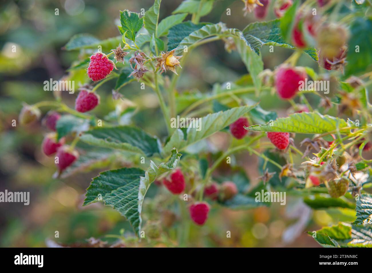 Arbusto arbustos hi-res stock photography and images - Alamy