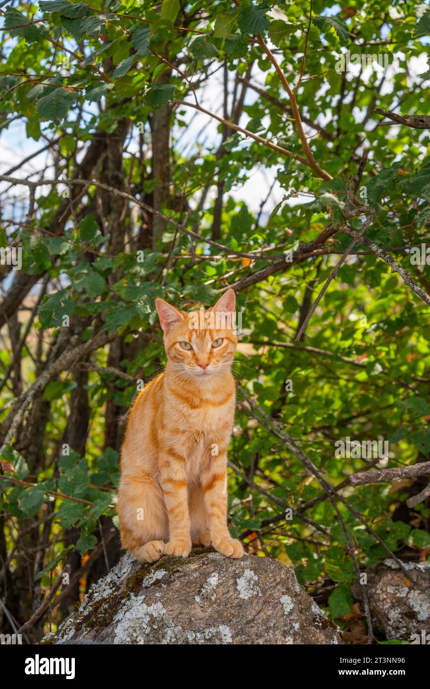 Tabby cat in nature hi-res stock photography and images - Alamy