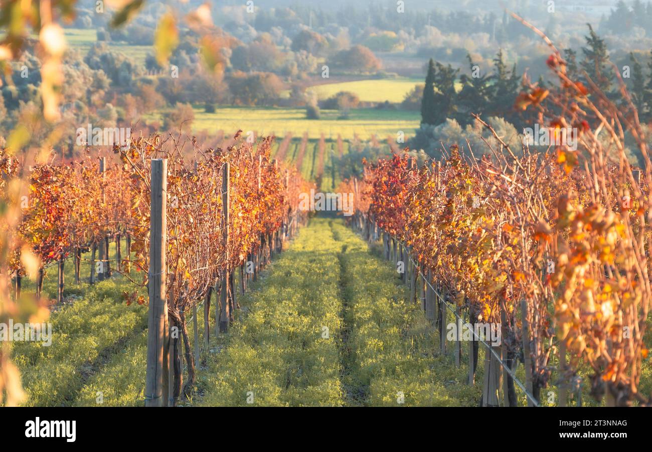 Rows of grapevines in large vineyard on mountainside in France, Italy. Red, white, rose wine ...