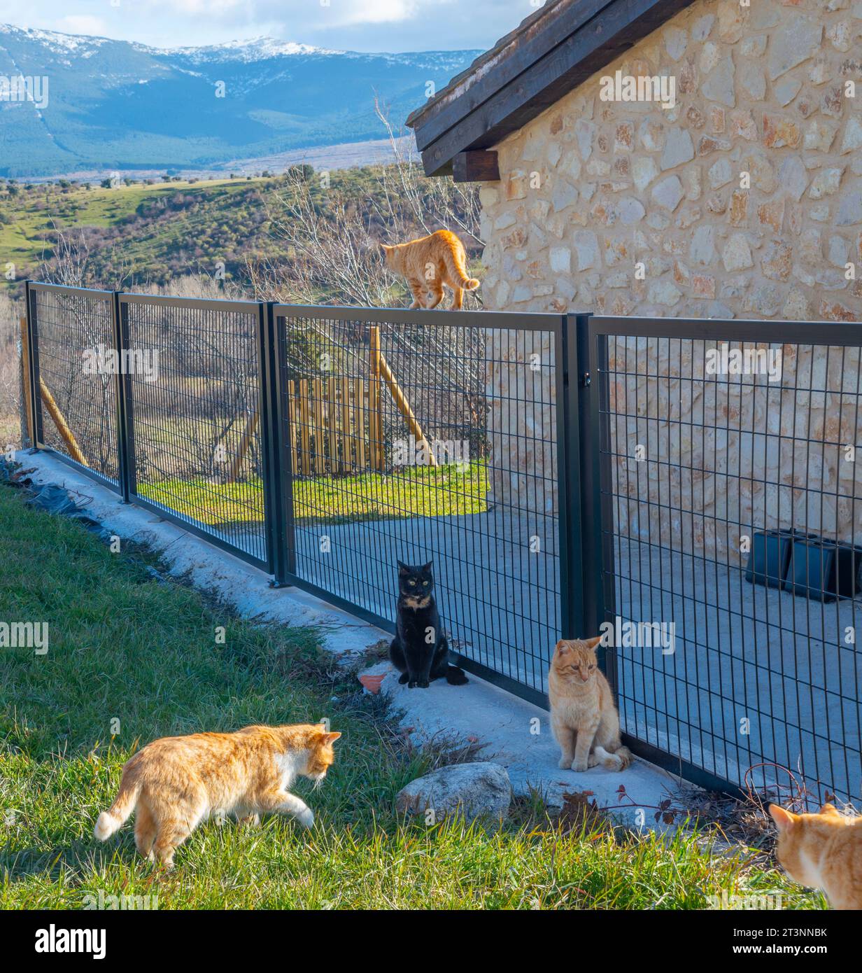 Group of stray cats hi-res stock photography and images - Alamy
