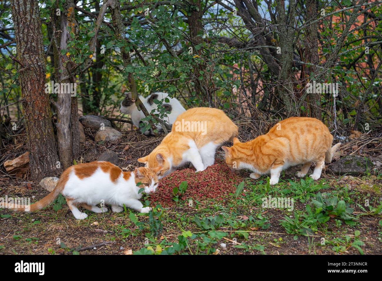 Stray cats eating Stock Photo - Alamy
