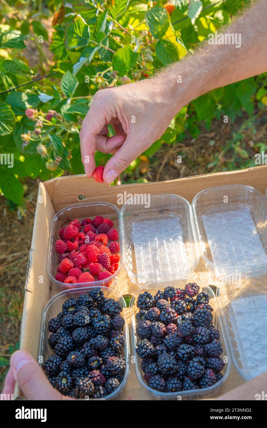 Cultivos hombre hi-res stock photography and images - Alamy