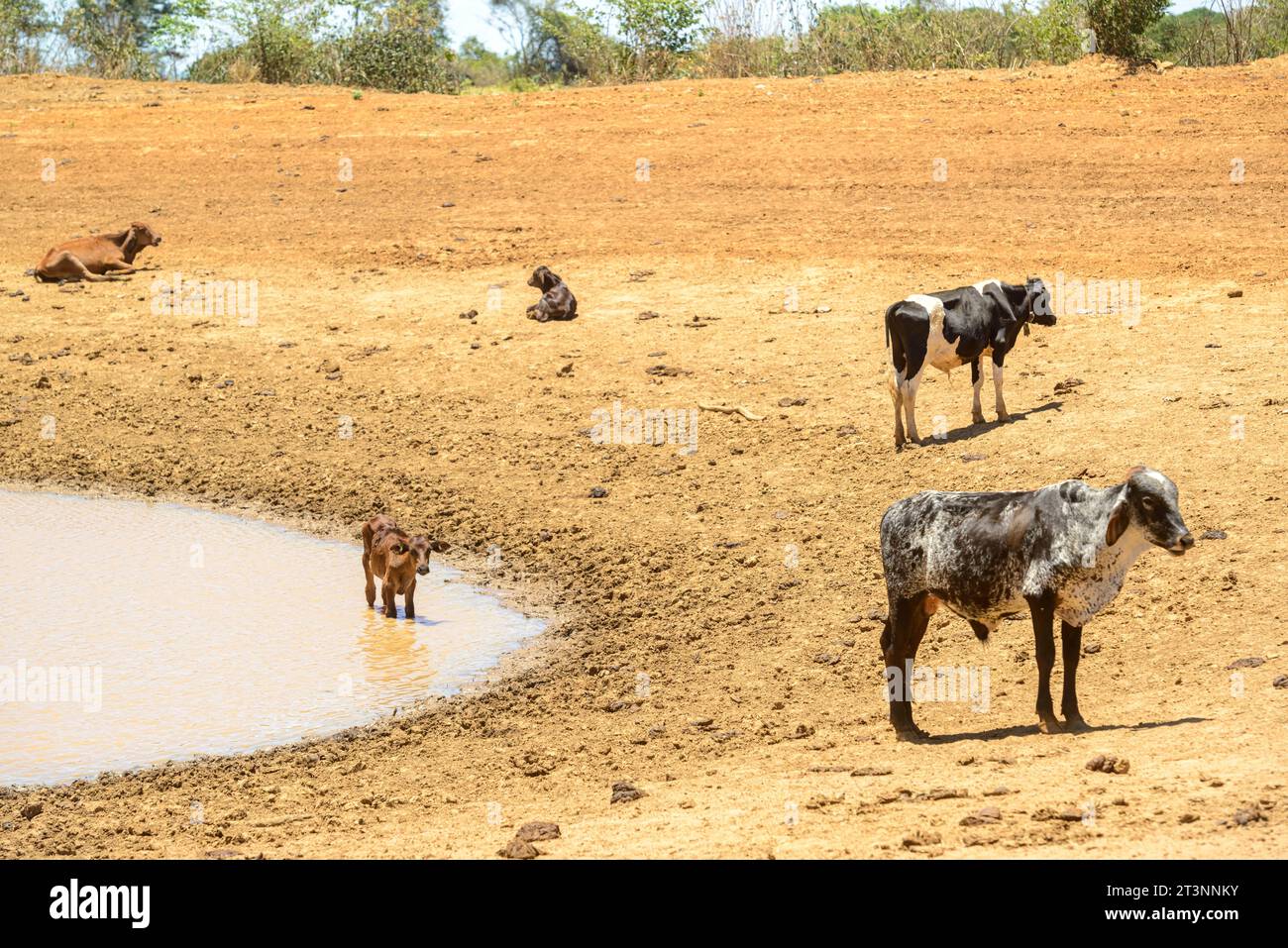 Cattle looking for water in a muddy well due to drought in the ...
