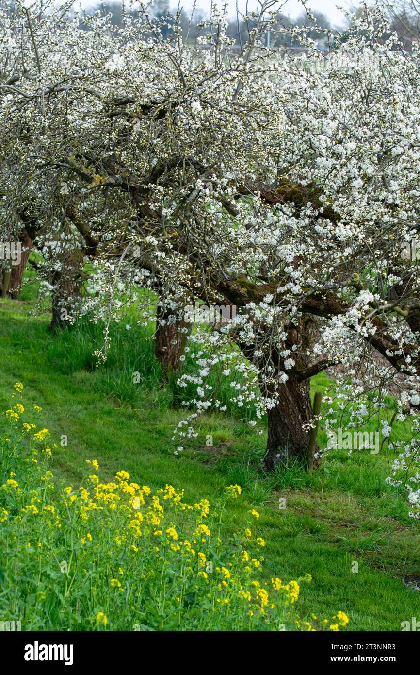 Spring white blossom of old plum prunus fruit tree, orchard with fruit ...