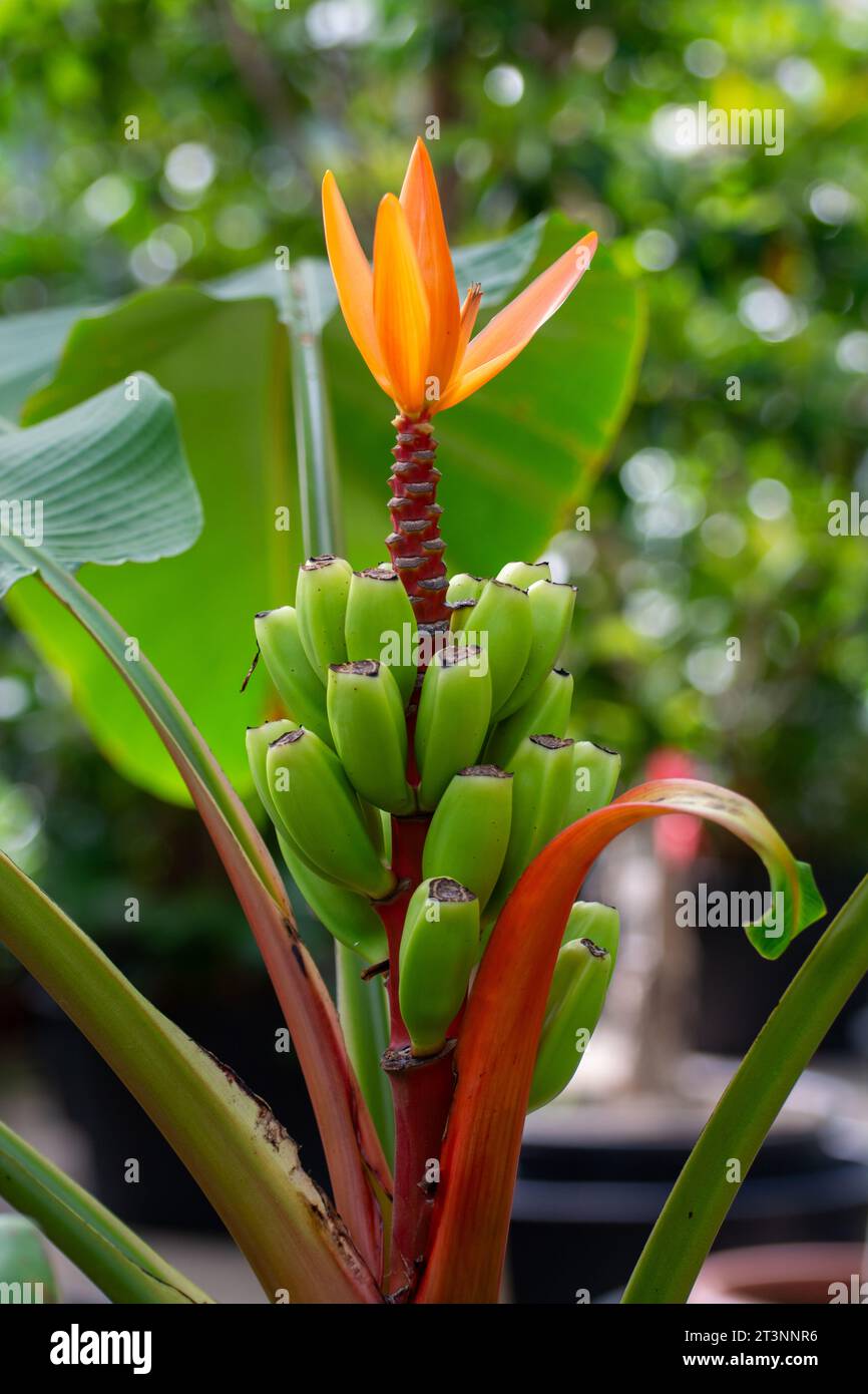 Cultivation of differenent green tropical and exotic indoor palms and ...